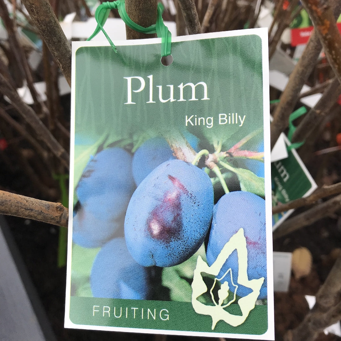 PLUM KING BILLY BARE ROOT – Poyntons Nursery
