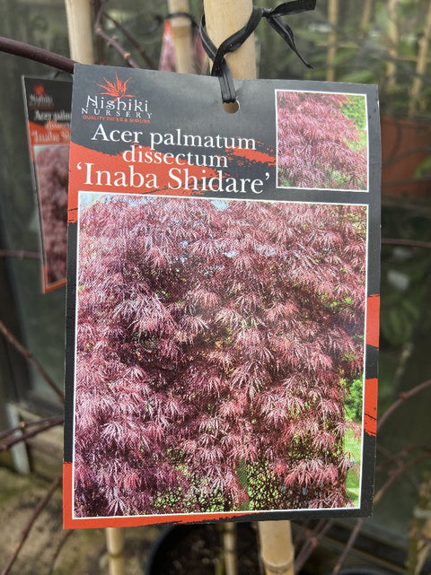 ACER PALMATUM INABE SHIDARE 40CM – Poyntons Nursery