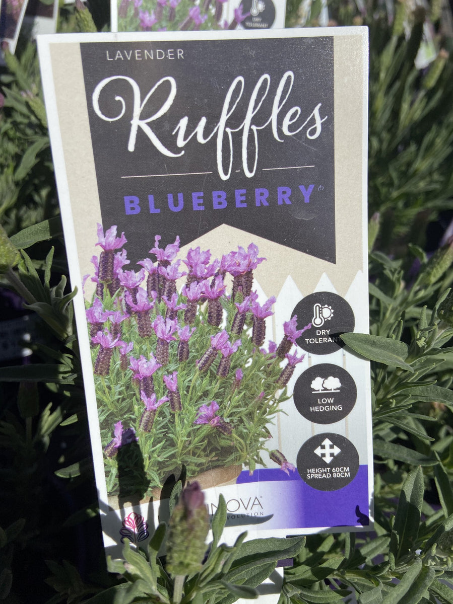 LAVINNOVA LAVENDER BLUEBERRY RUFFLES 14CM PGA – Poyntons Nursery
