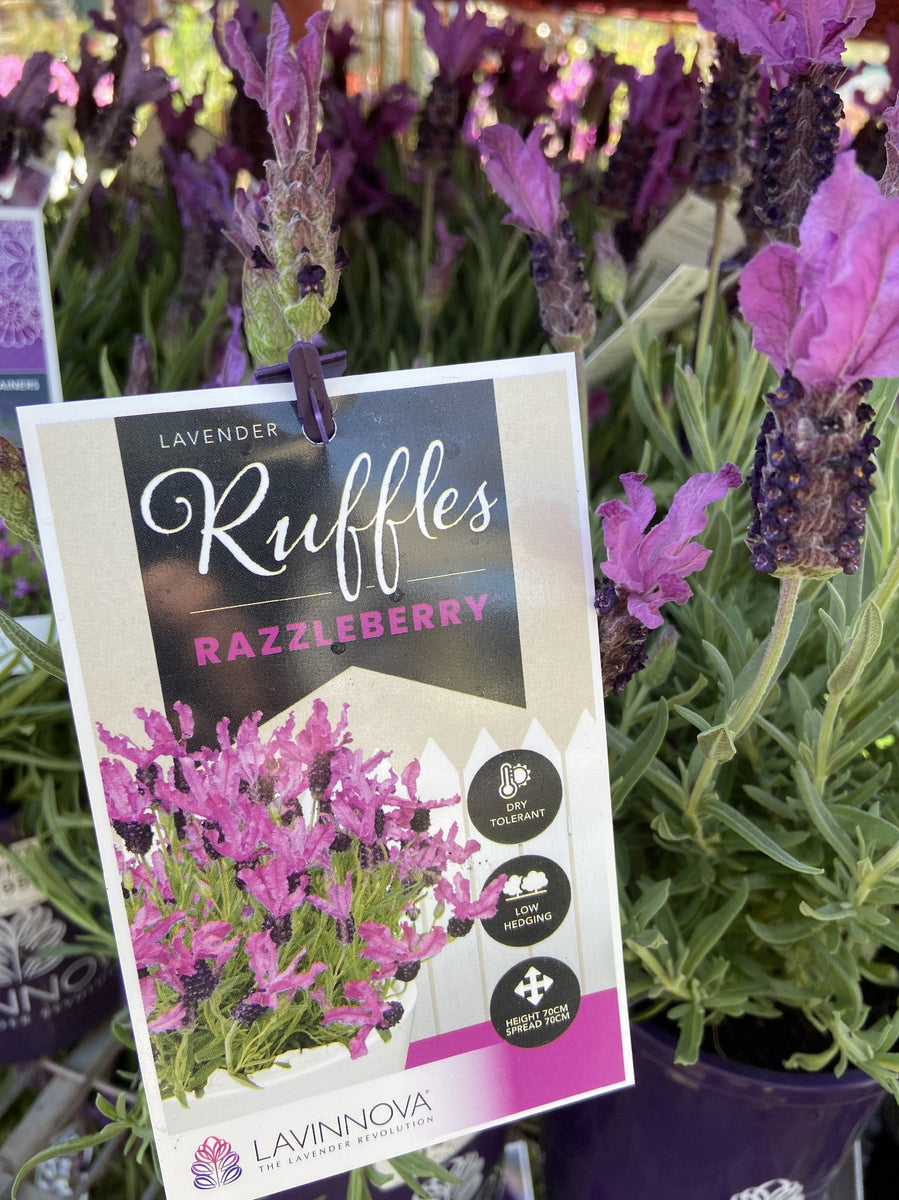 LAVINNOVA LAVENDER RAZZLEBERRY RUFFLES 14CM PGA – Poyntons Nursery