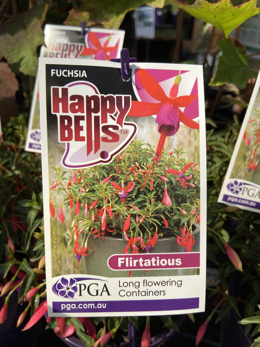 FUCHSIA HAPPY BELLS FLIRTATIOUS 14CM PGA – Poyntons Nursery