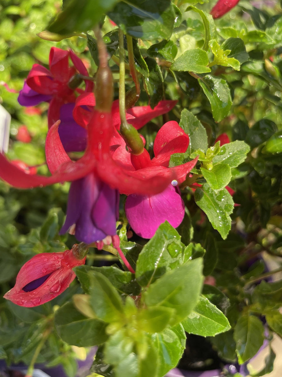FUCHSIA HAPPY BELLS VIVACIOUS 14CM PGA – Poyntons Nursery