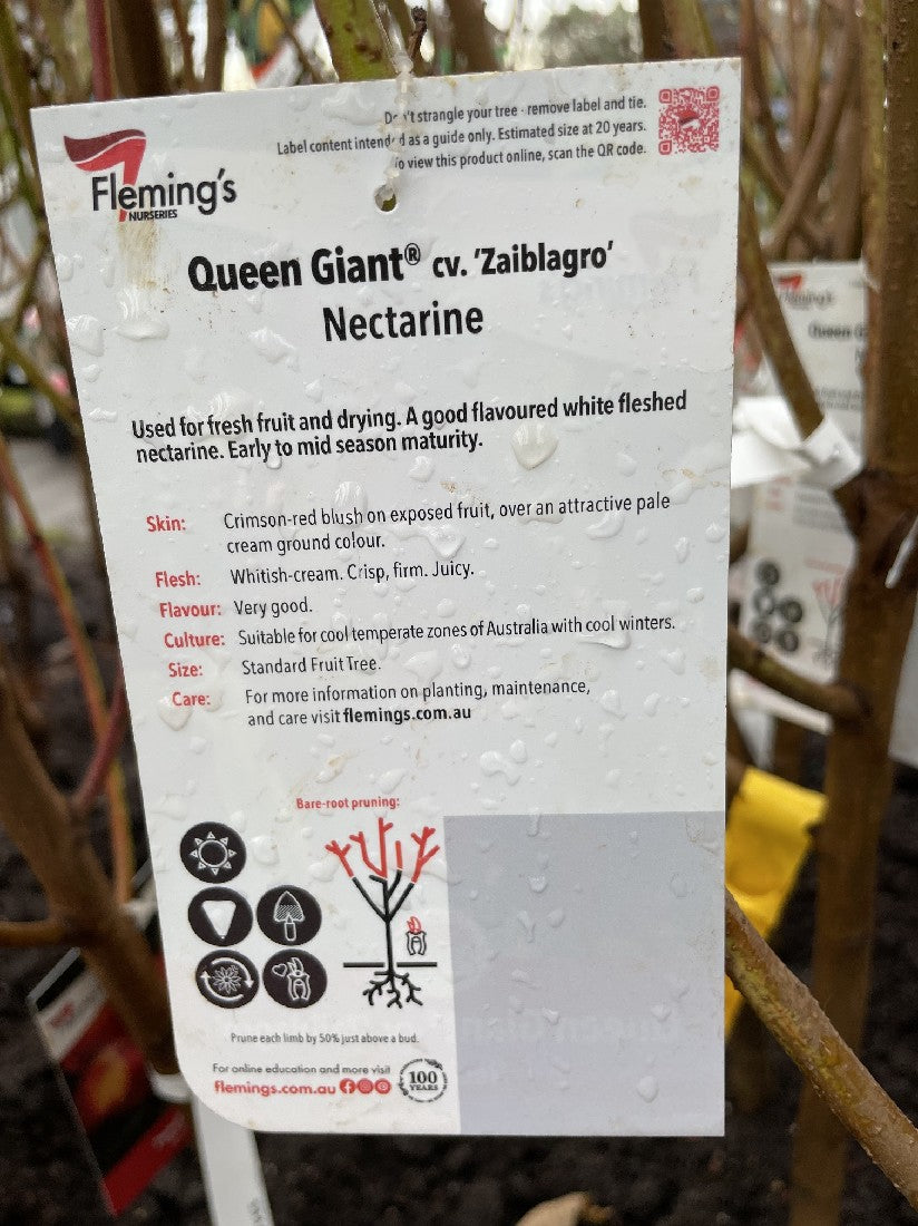 NECTARINE QUEEN GIANT BARE ROOT – Poyntons Nursery