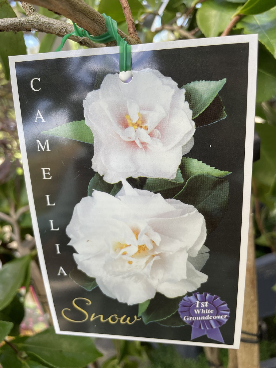 CAMELLIA SNOW STANDARD 25CM – Poyntons Nursery