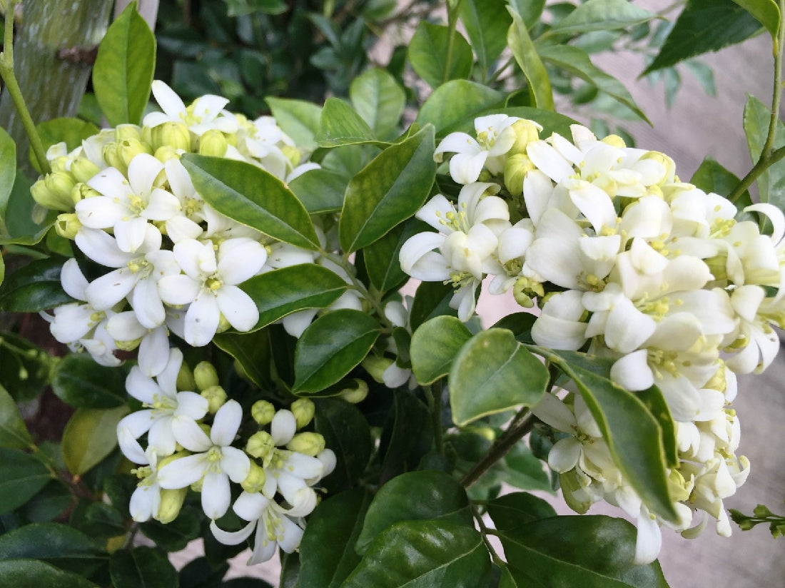 MURRAYA PANICULATA 14CM – Poyntons Nursery