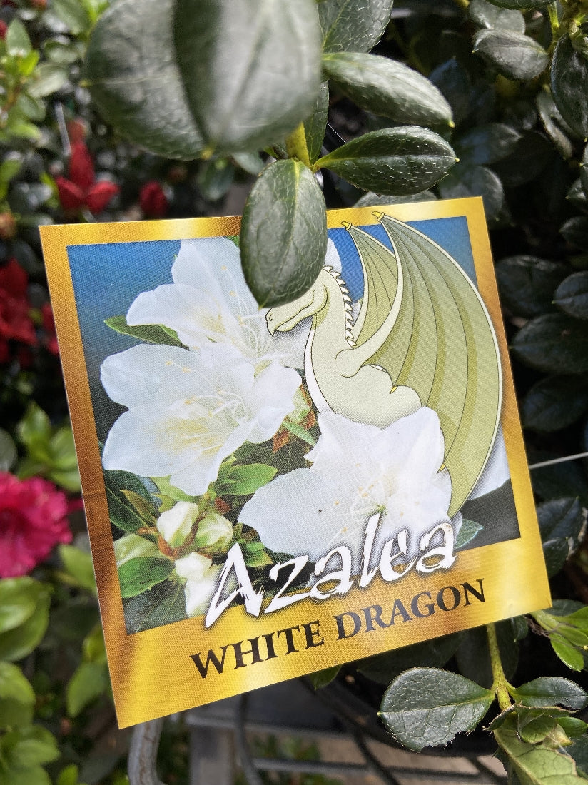 AZALEA WHITE DRAGON 20CM – Poyntons Nursery