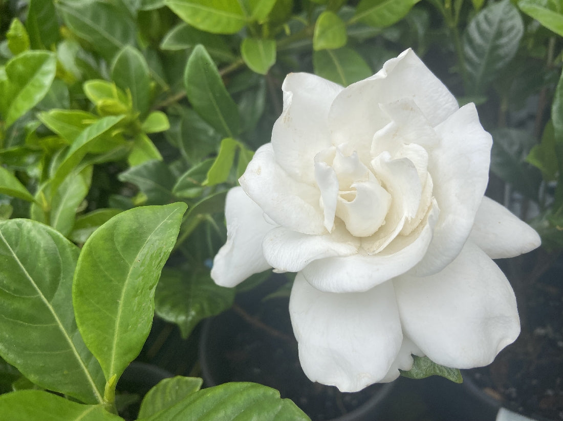 GARDENIA PROFESSOR PUCCI 14CM – Poyntons Nursery