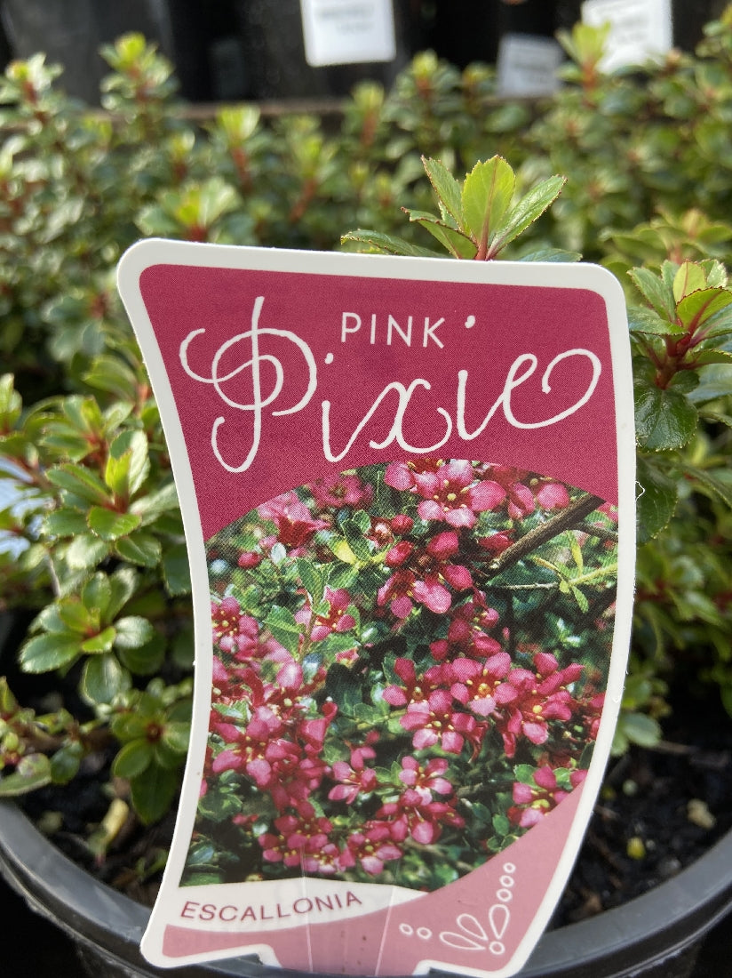 ESCALLONIA PINK PIXIE 20CM – Poyntons Nursery