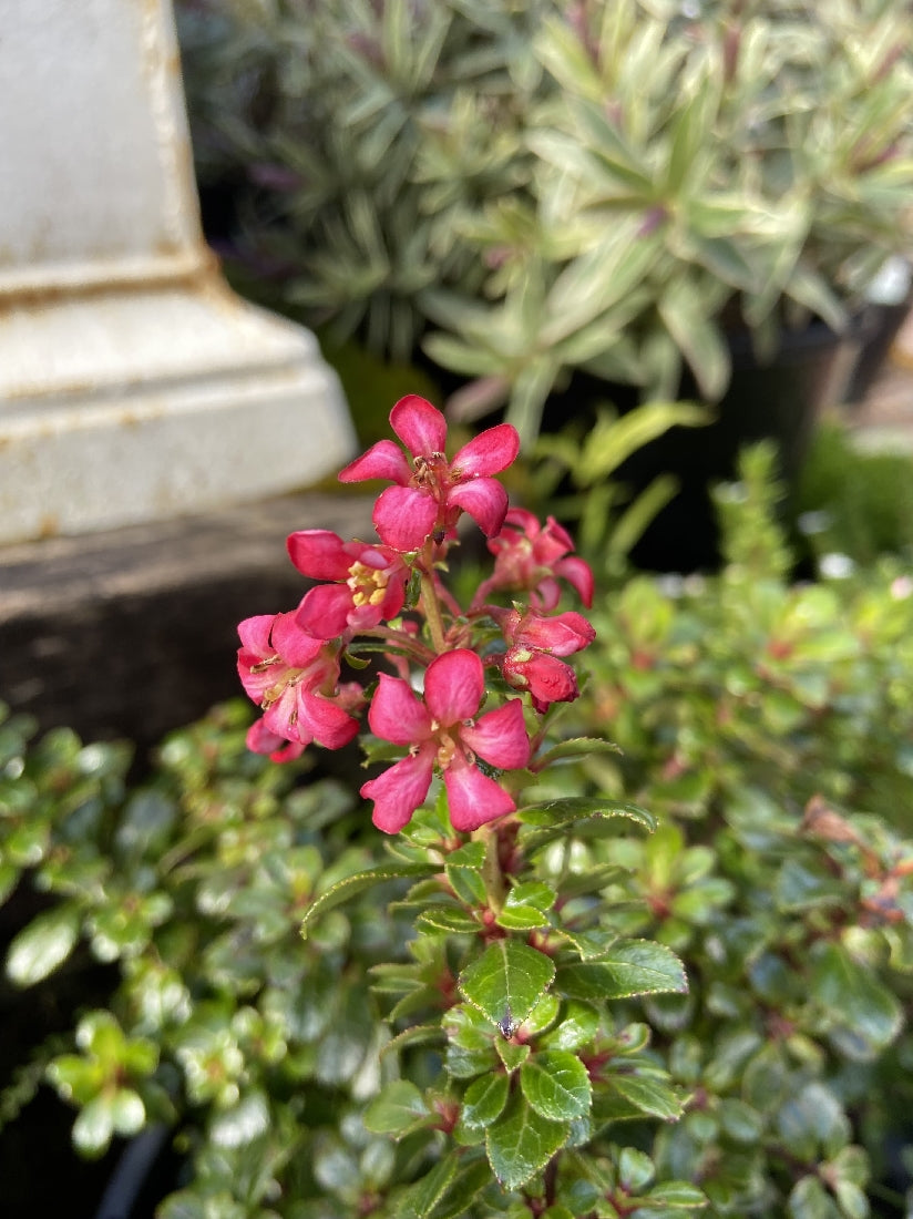 ESCALLONIA PINK PIXIE 20CM – Poyntons Nursery