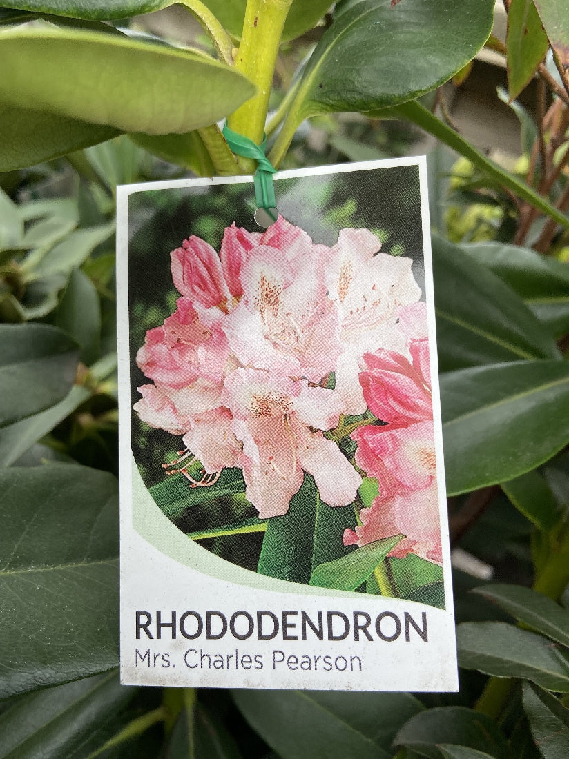 RHODODENDRON MRS CHARLES PEARSON 20CM – Poyntons Nursery