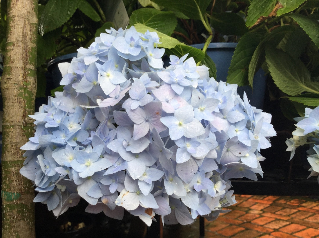 HYDRANGEA BLUE BALL 17CM – Poyntons Nursery