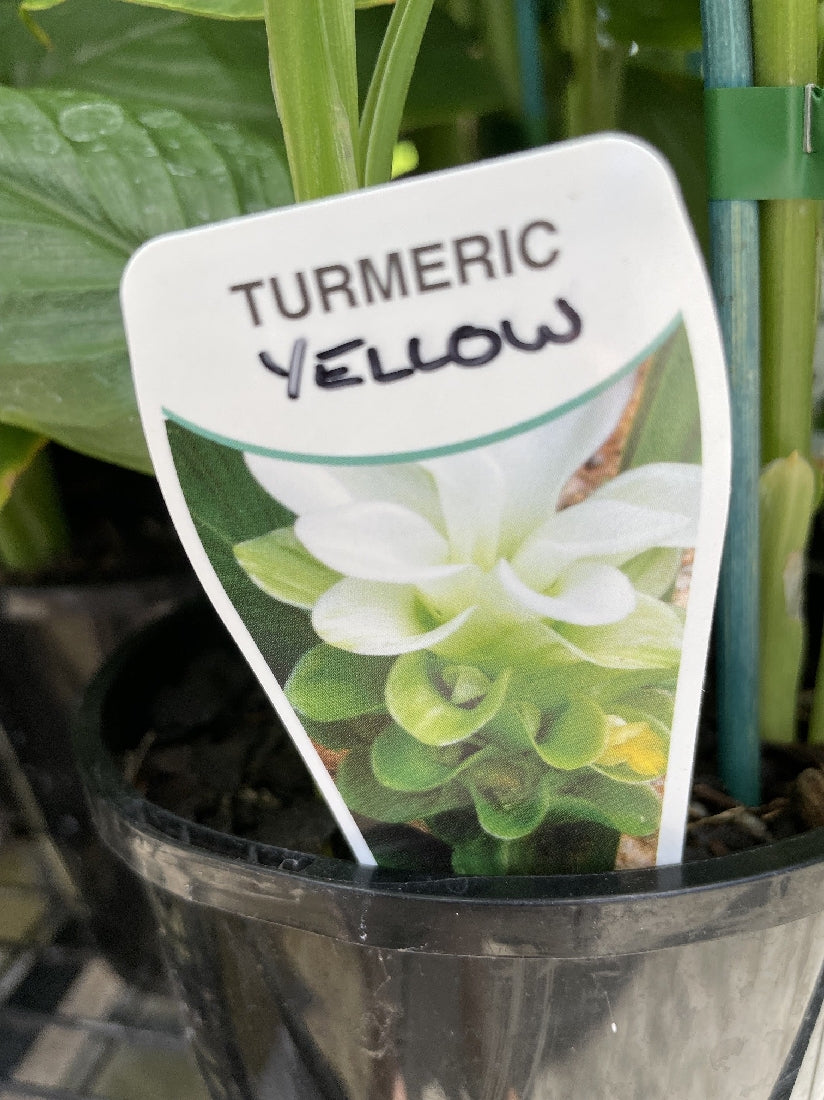 TUMERIC YELLOW 14CM – Poyntons Nursery