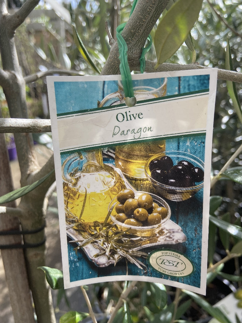 OLIVE PARAGON 33CM – Poyntons Nursery