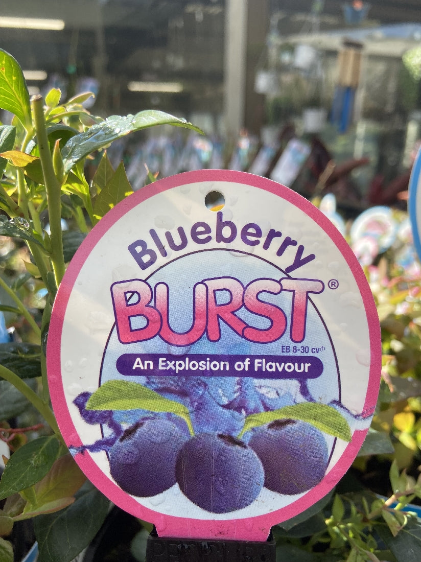 BLUEBERRY BURST 14CM – Poyntons Nursery