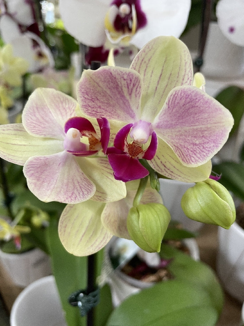 PHALAENOPSIS MINI MIX – Poyntons Nursery