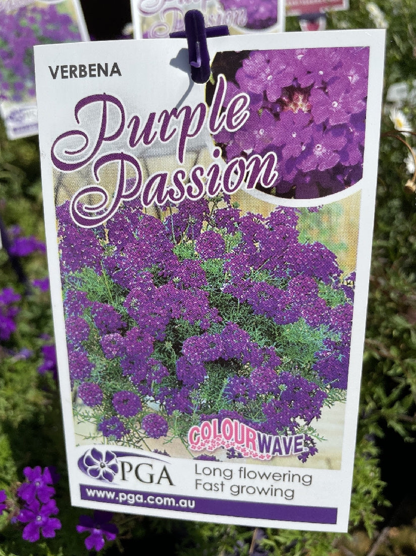 VERBENA PURPLE PASSION 14CM PGA – Poyntons Nursery