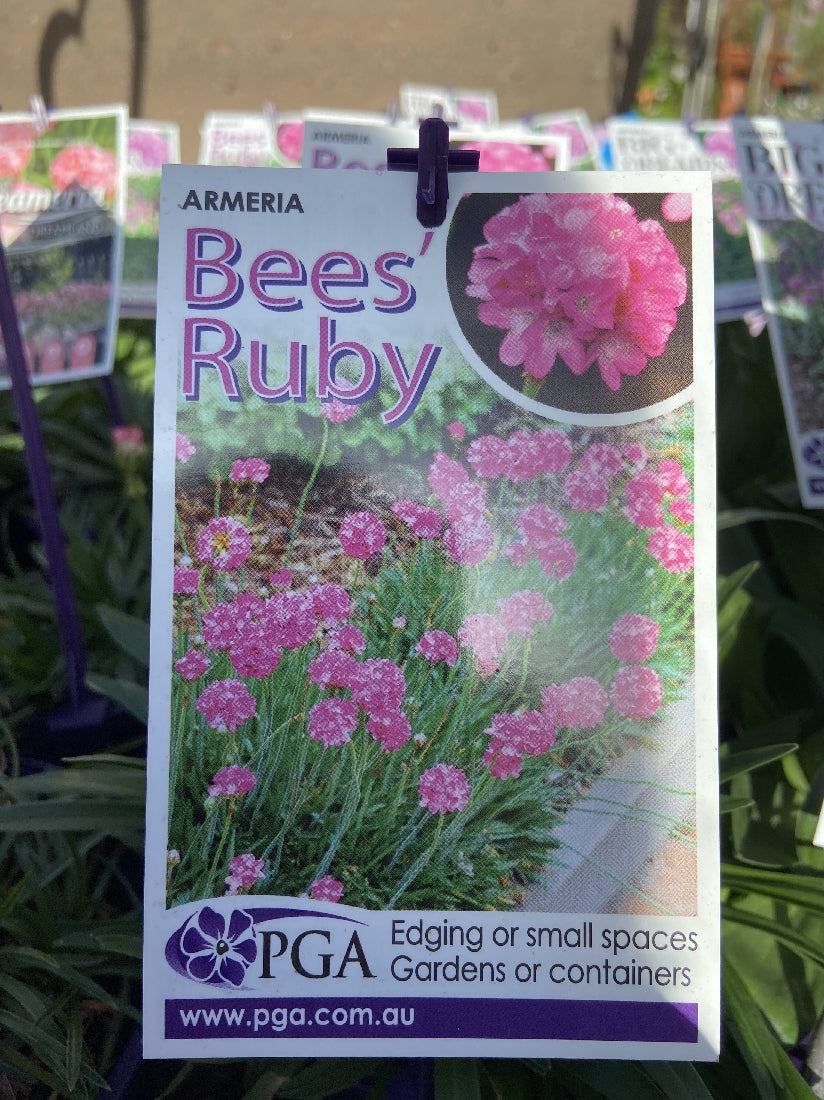 ARMERIA BEES' RUBY 14CM PGA – Poyntons Nursery