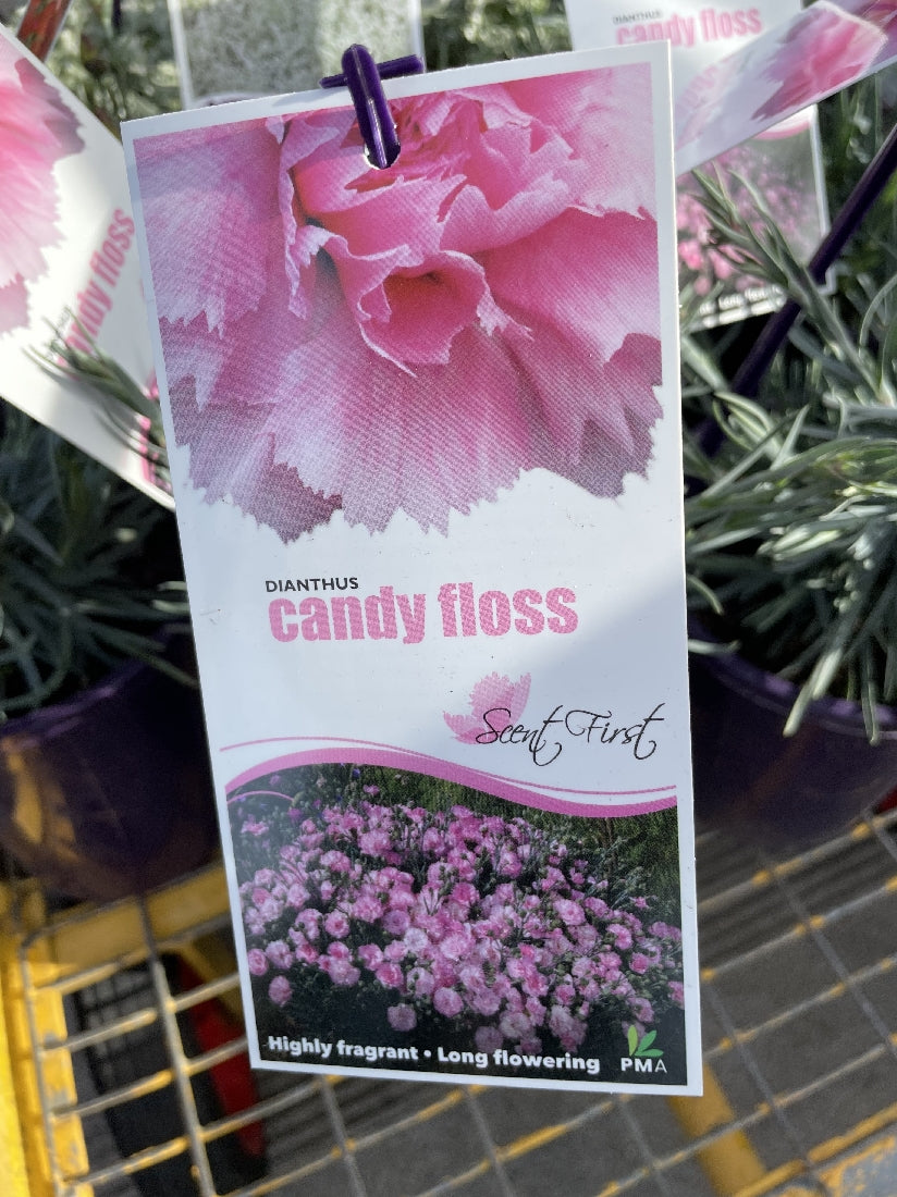 DIANTHUS CANDY FLOSS 14CM PGA – Poyntons Nursery