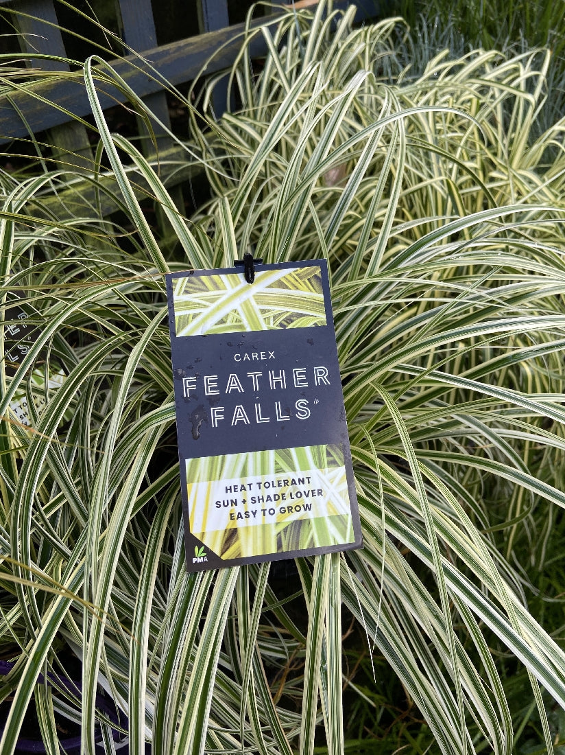 CAREX FEATHER FALLS 14CM PGA – Poyntons Nursery